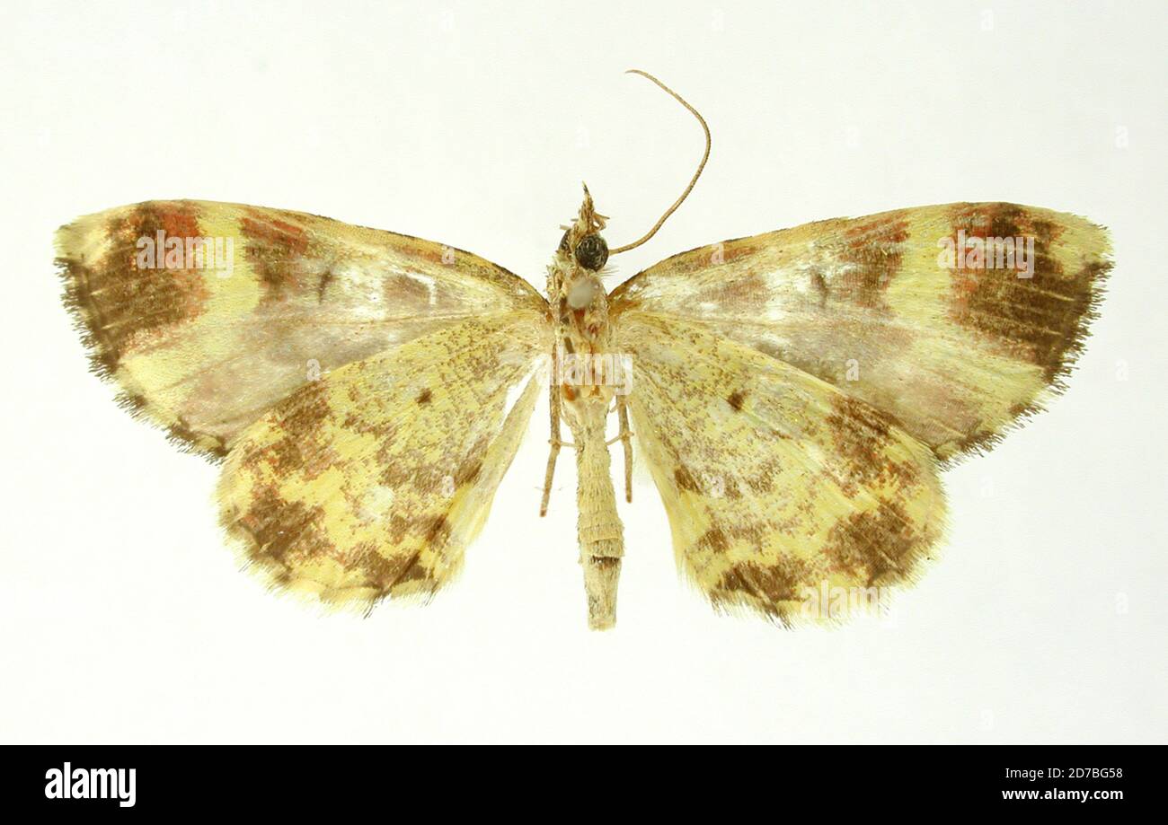 Pinned, Rio Toche, Quindiu, Colombia, Spargania fallaciosa Dognin, 1918 ...