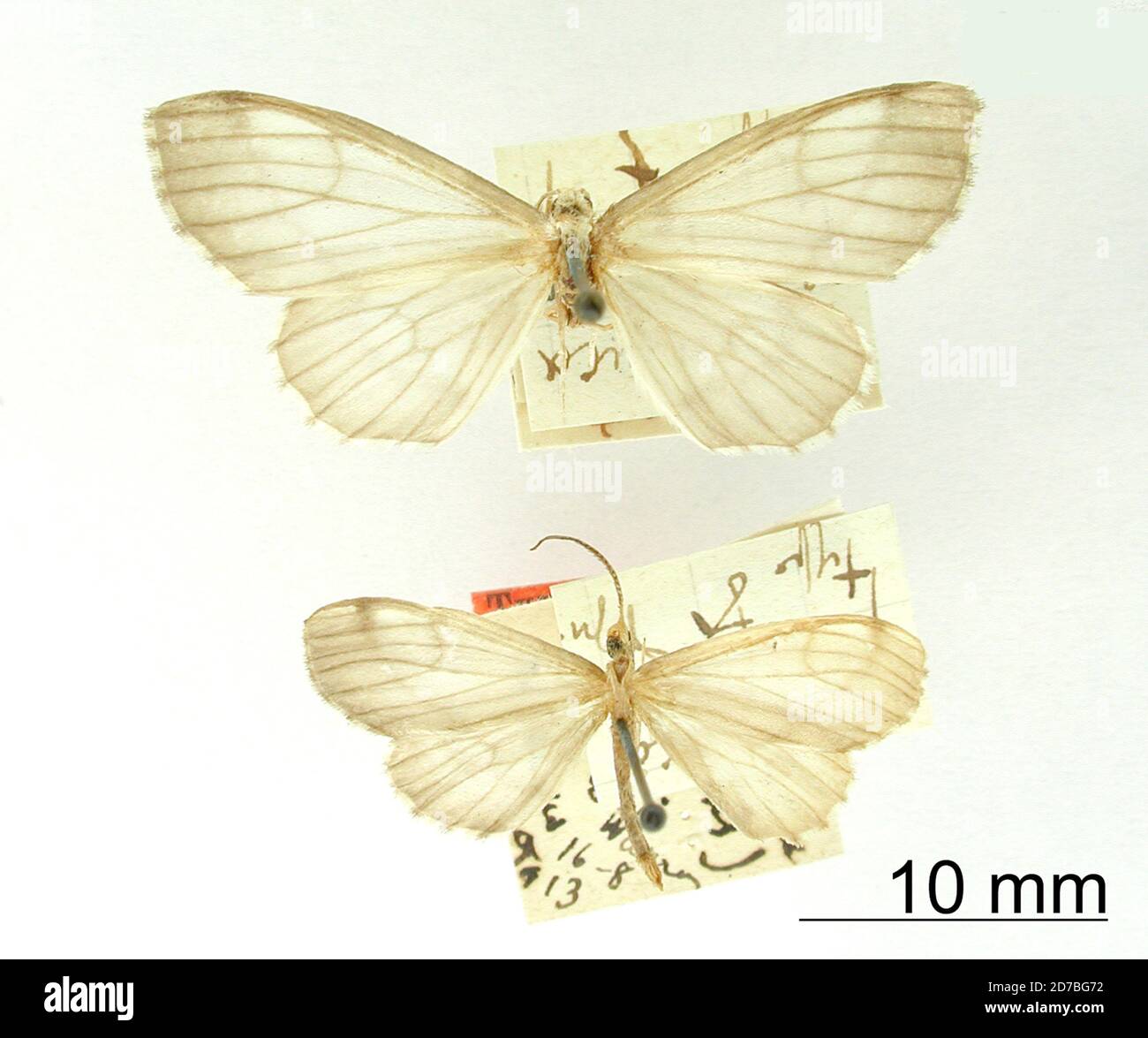 Pinned, Lino, Panama, Panama, Heteroleuca flavifrons Dognin, 1913 ...