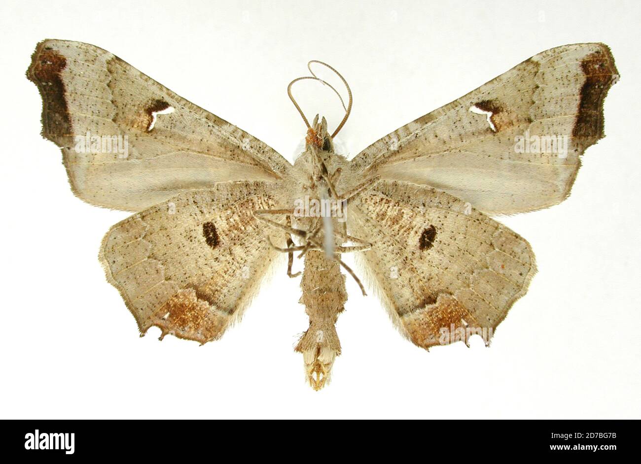 Fragila hi-res stock photography and images - Alamy