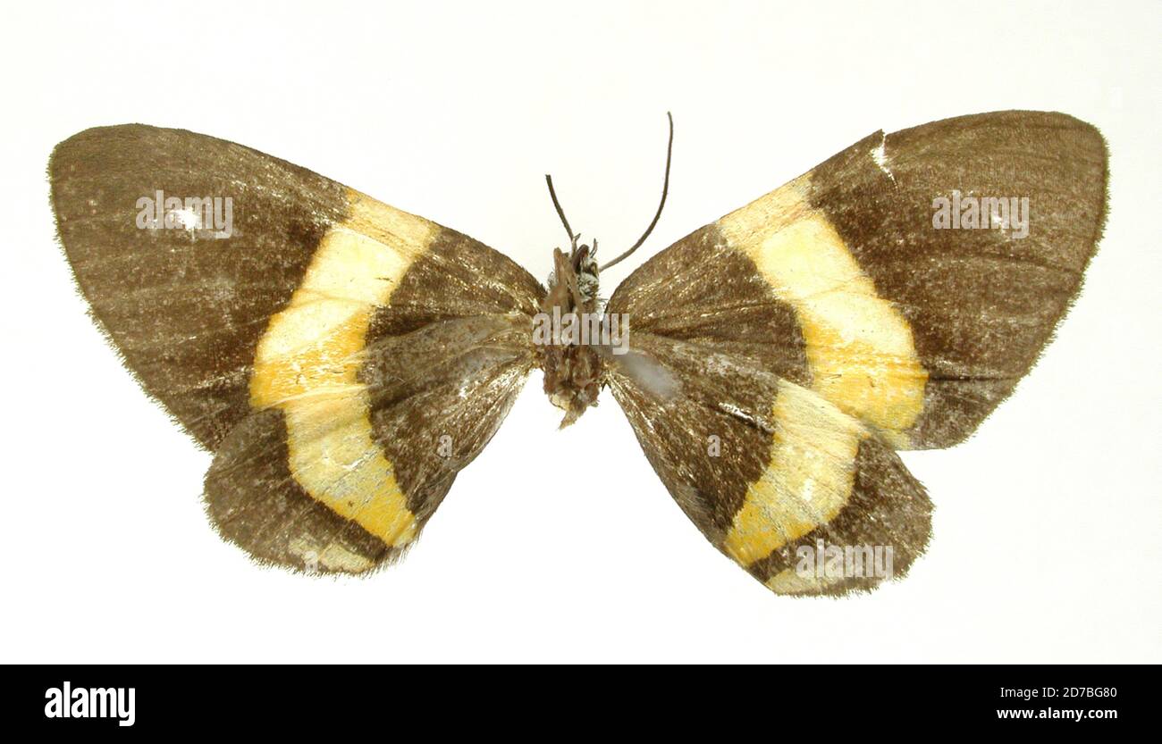 Pinned, San Antonio pres Cali, Colombia, Colombia, Erateina flavisecta ...