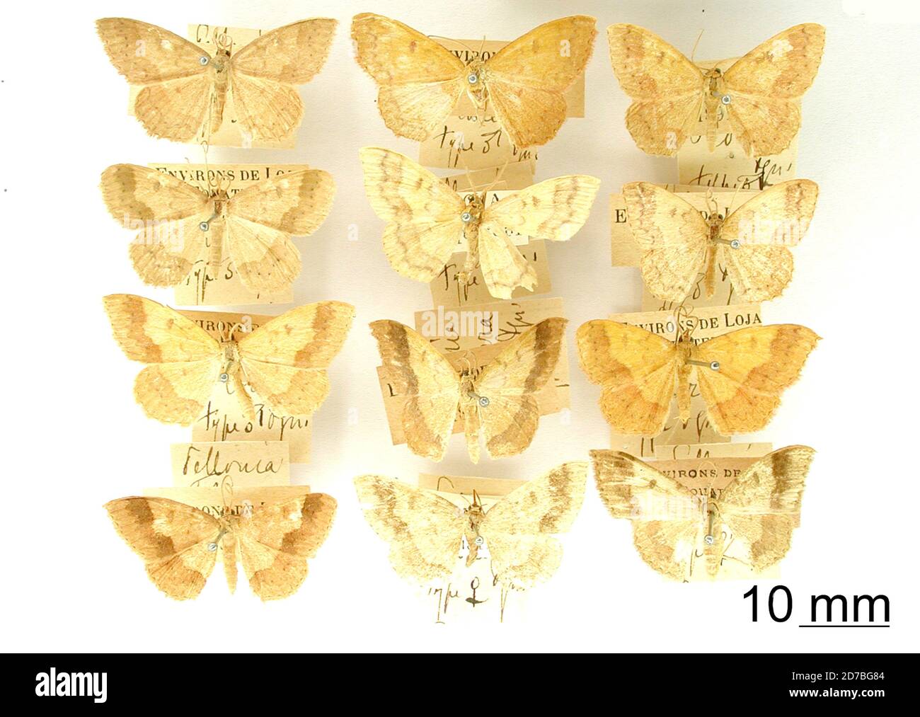 Pellonia florera dognin hi-res stock photography and images - Alamy