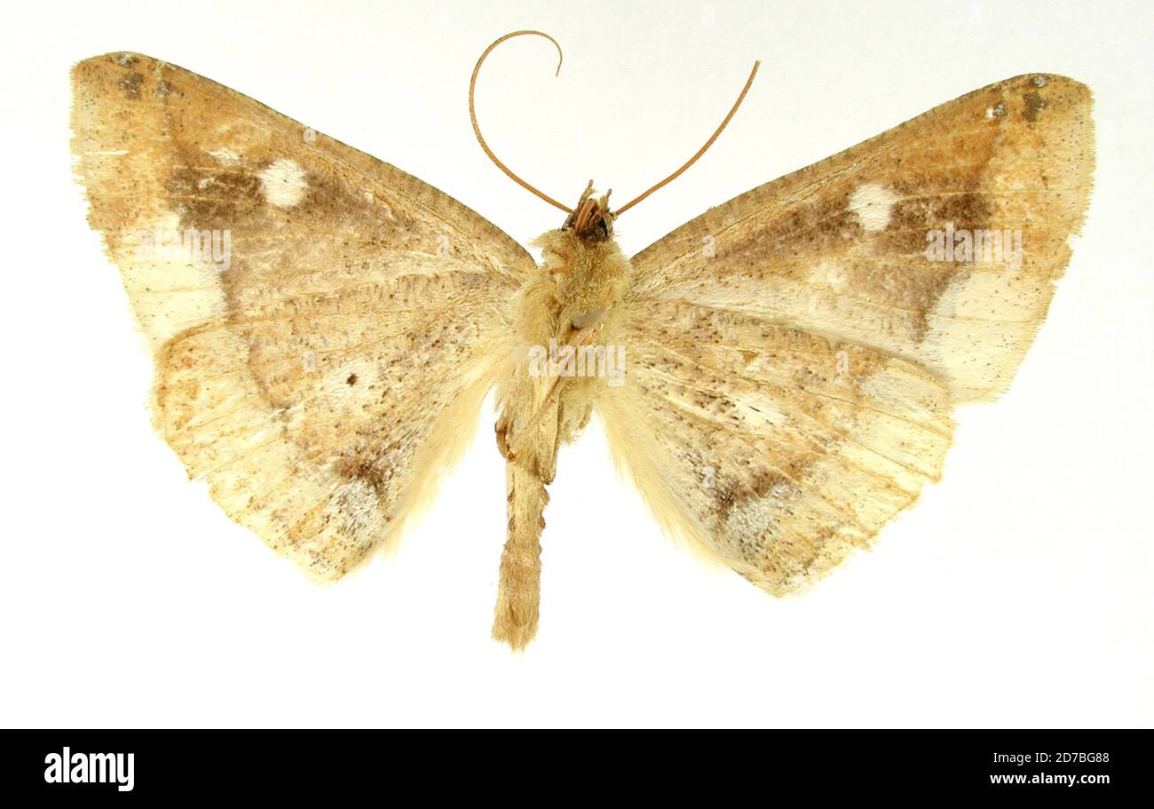 Pinned, Paramo del Quindiu, Colombia, Colombia, Bonatea flexilineata ...