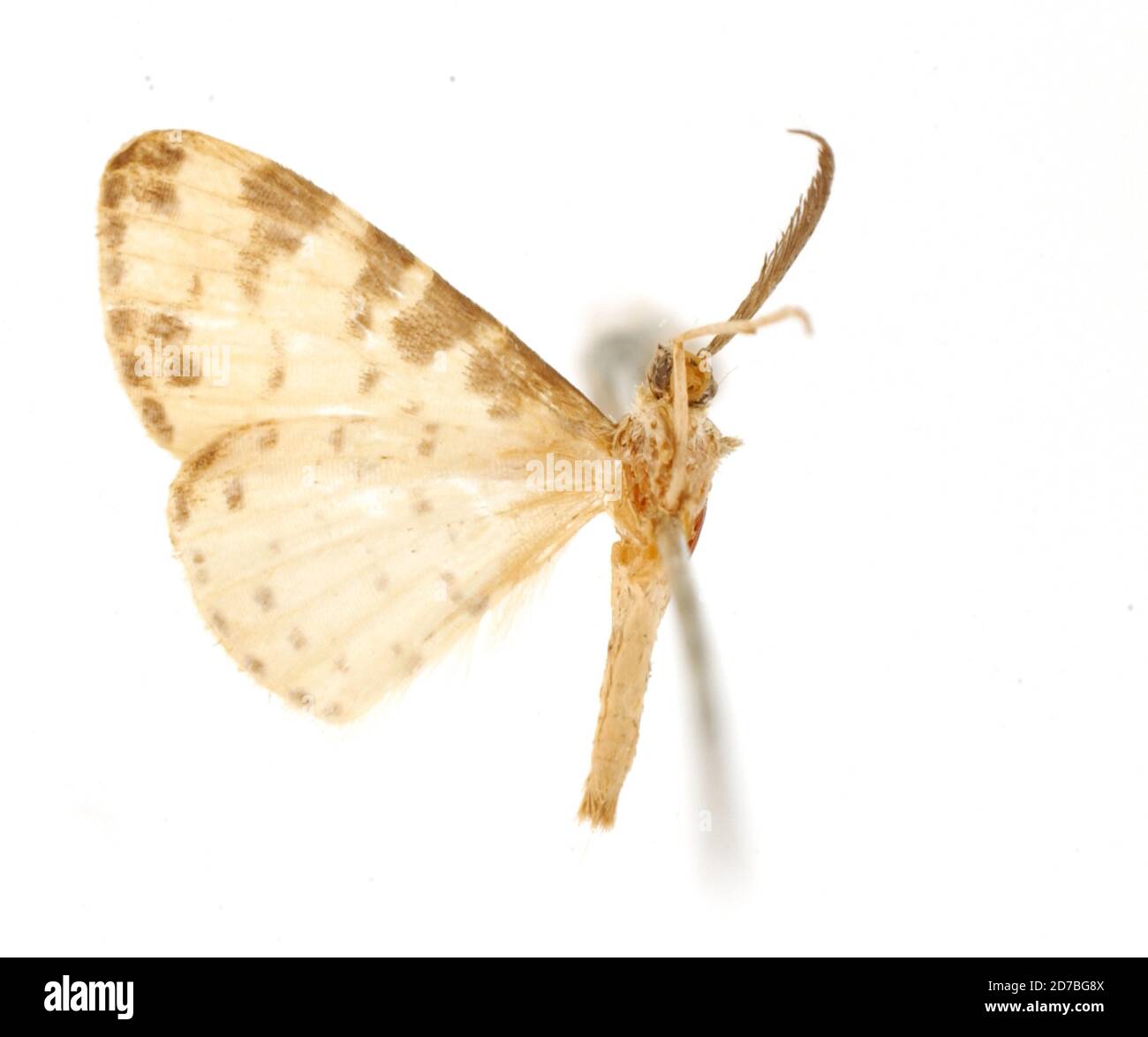 Pinned, Paramba, Ecuador, Ecuador, Aplogompha frena Dognin, 1899 ...