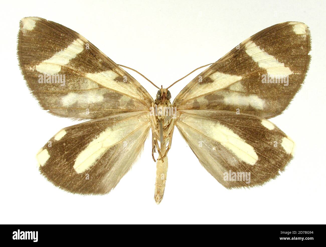 Pinned, Pacho, Colombia, Priapodes flaviradiata Dognin, 1916, Animalia ...