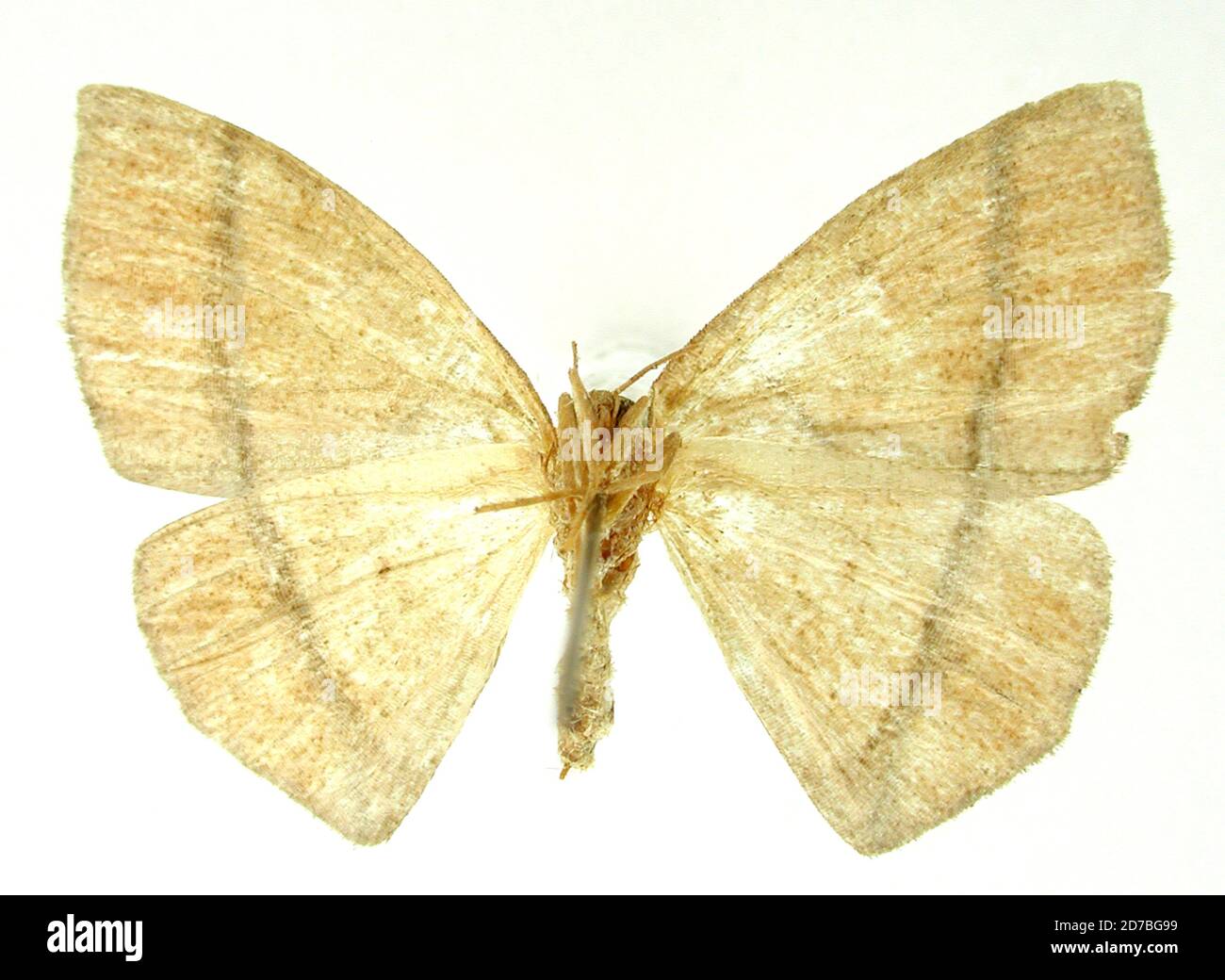 Pinned, Pacho, Colombia, Colombia, Mimosema fulvida Dognin, 1913 ...