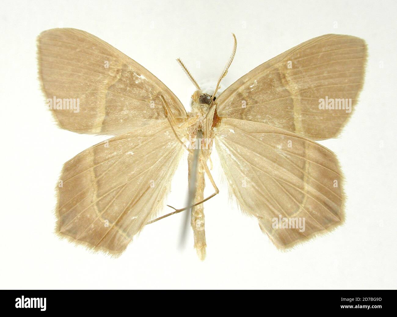 Pinned, Santiago, Cuba, Cuba, Phrygionis fratercula Warren, 1906 ...