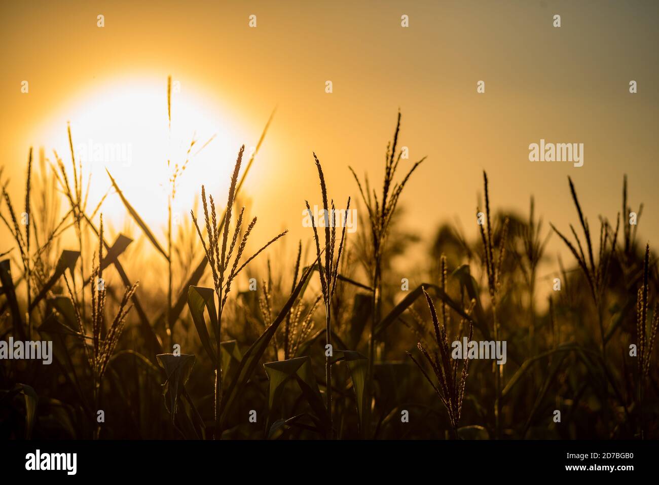 Corn before harvest. Plants against the setting golden sun. Corn field ...