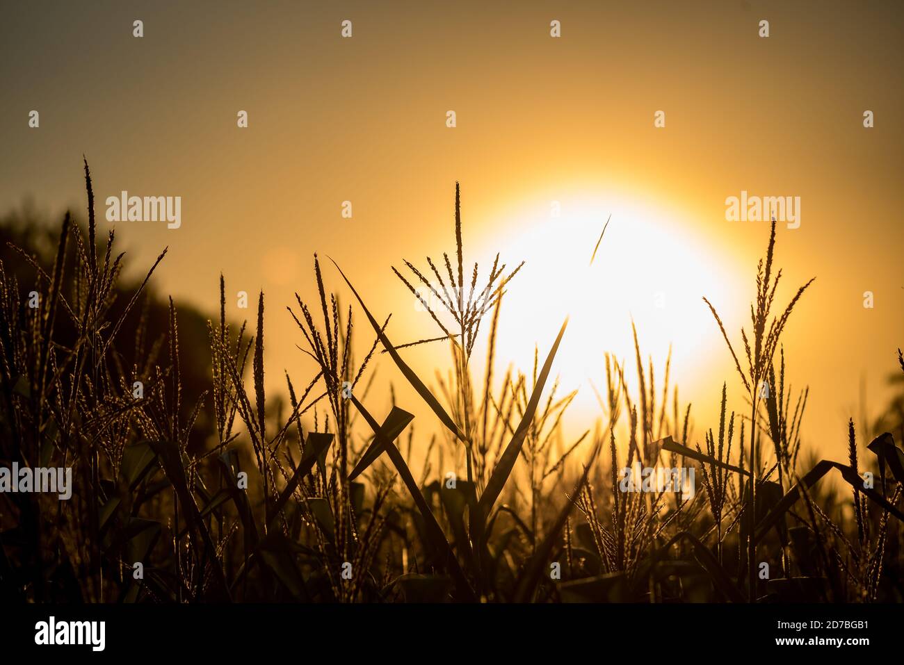 Corn before harvest. Plants against the setting golden sun. Corn field ...