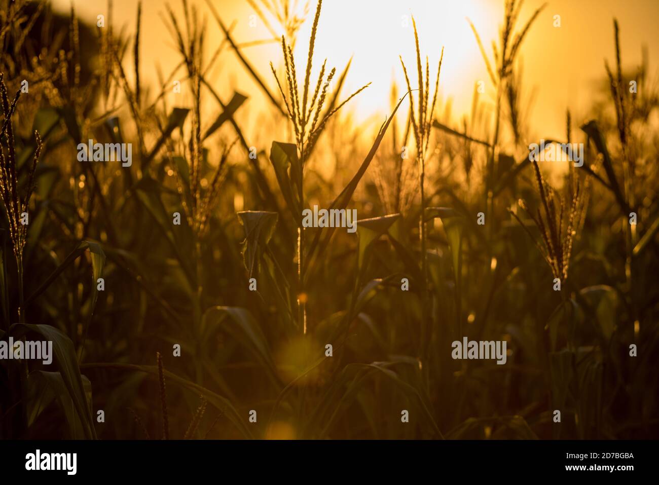 Corn before harvest. Plants against the setting golden sun. Corn field ...