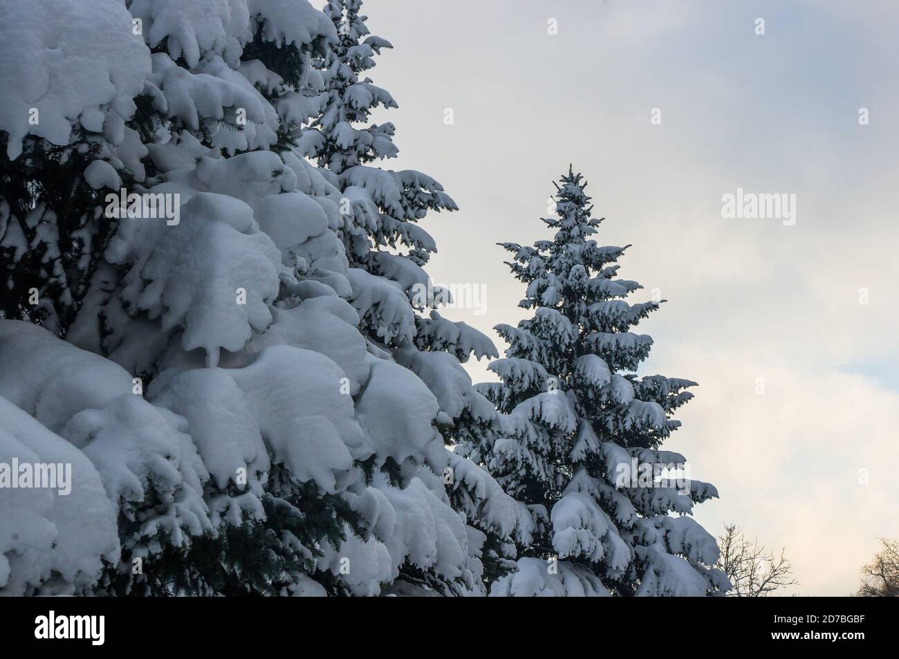 Green fluffy fir tree in the snow Stock Photo - Alamy
