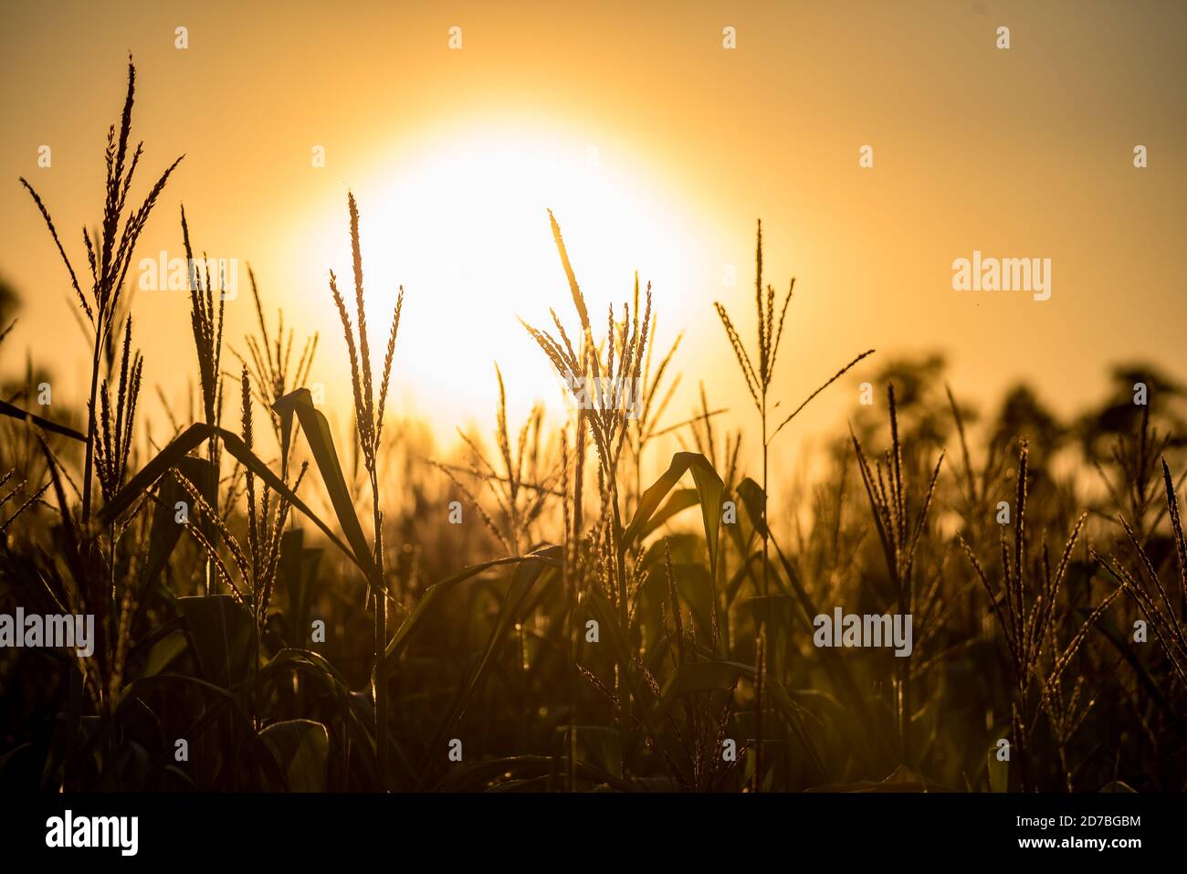 Corn before harvest. Plants against the setting golden sun. Corn field ...