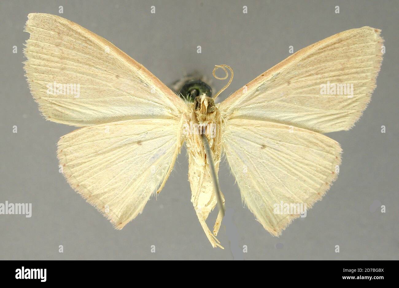 Cnemodes fuscifrons warren hi-res stock photography and images - Alamy