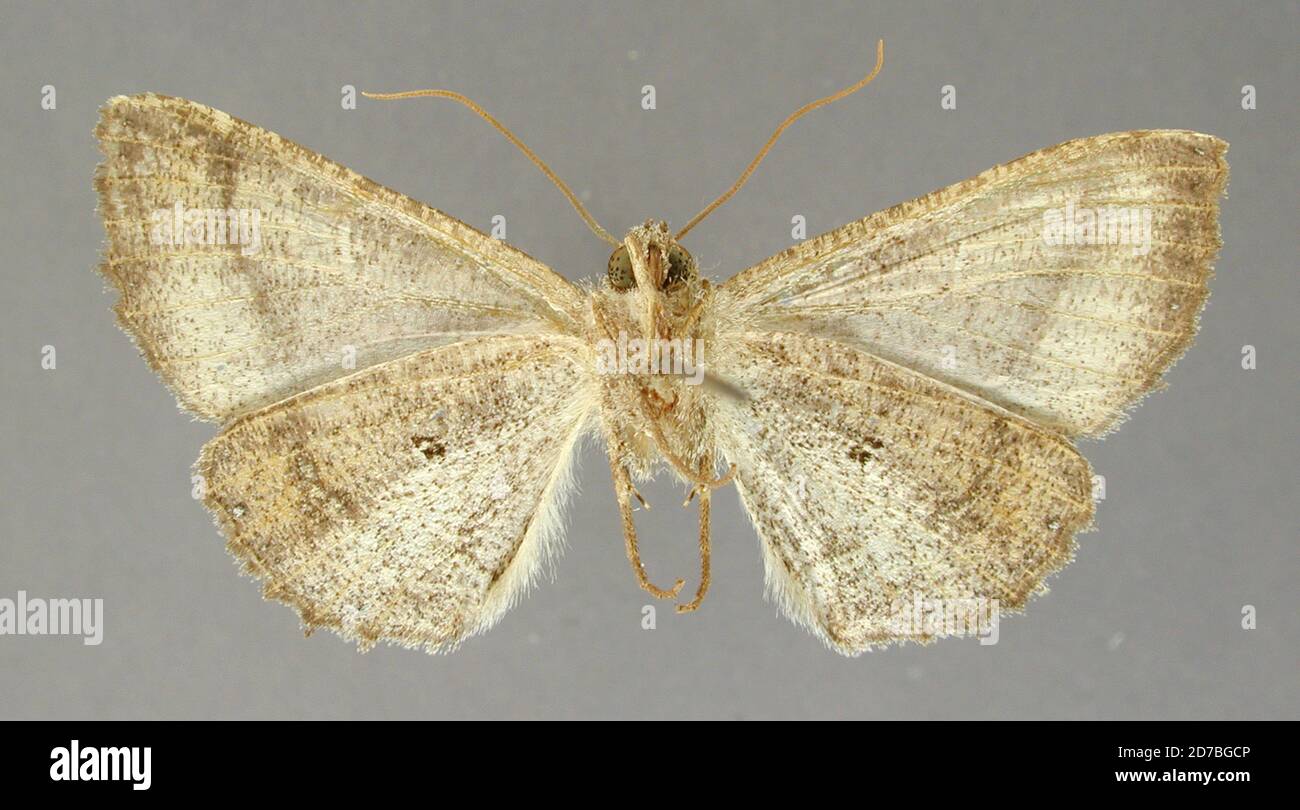 1987 animalia hi-res stock photography and images - Alamy