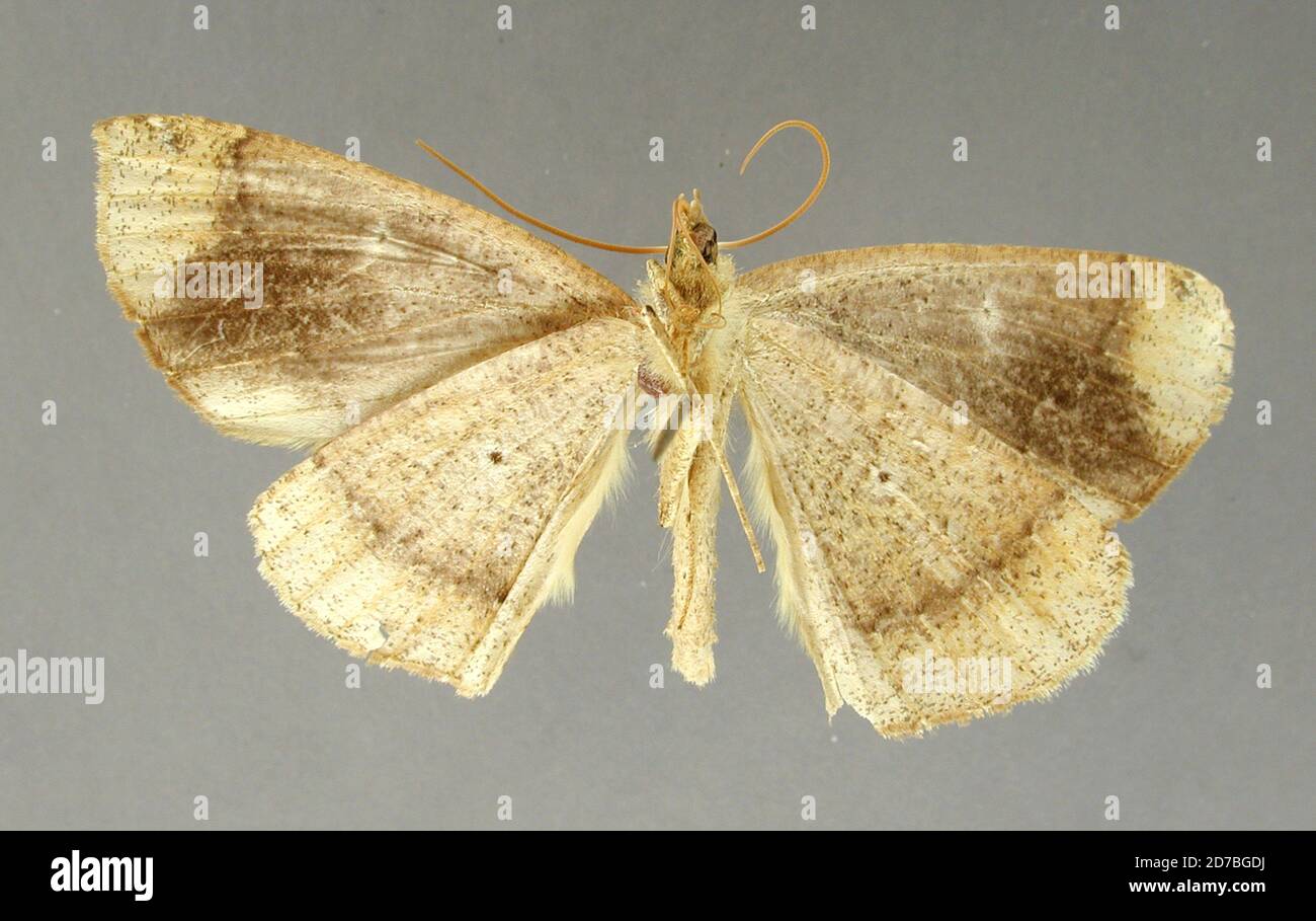 Pinned, Alto de las Cruces, Cali, Colombia, Colombia, Bonatea ...