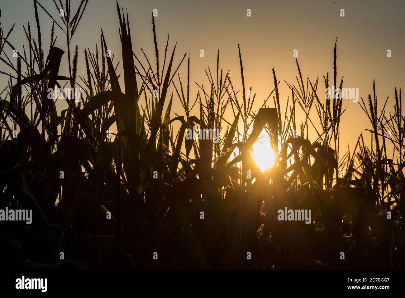Corn before harvest. Plants against the setting golden sun. Corn field ...