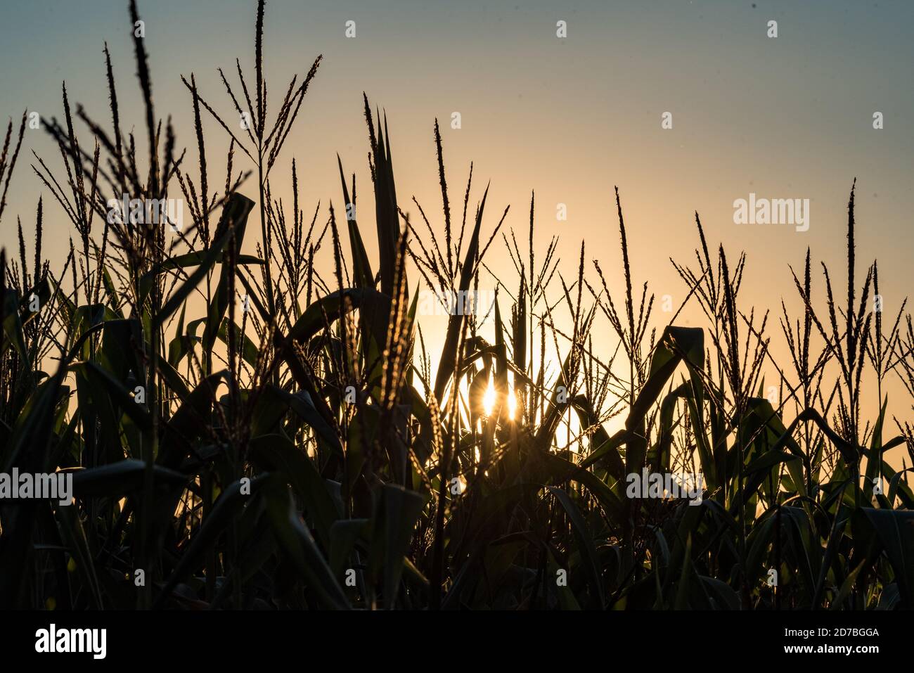 Corn before harvest. Plants against the setting golden sun. Corn field ...