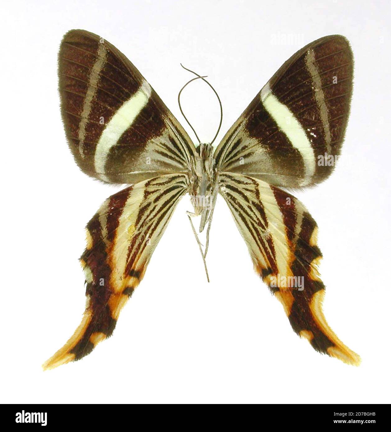 Pinned, Bolivia, Erateina herbertina Dognin, 1900, Animalia, Arthropoda ...