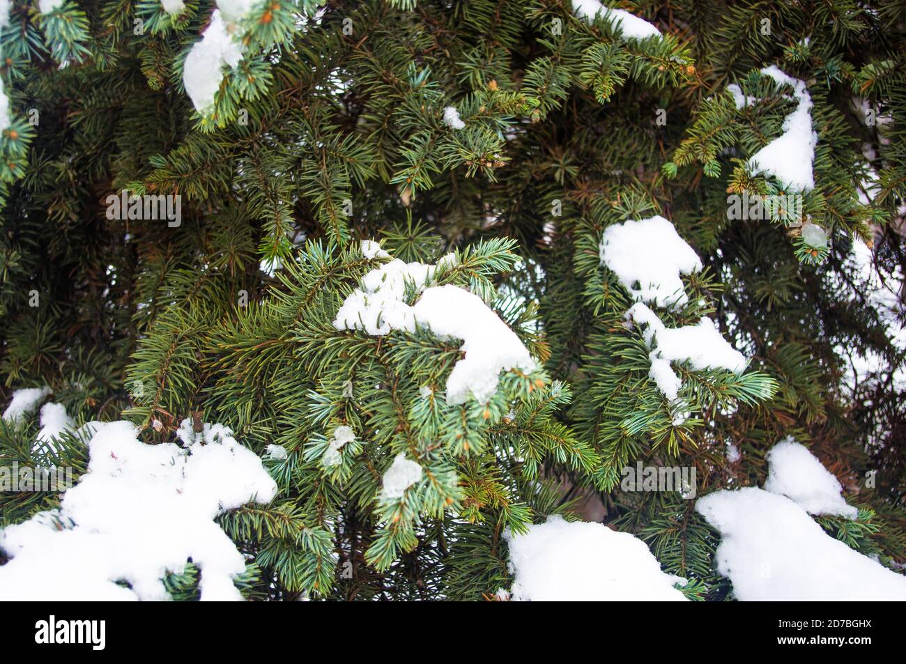 Fluffy branch fir tree hi-res stock photography and images - Alamy