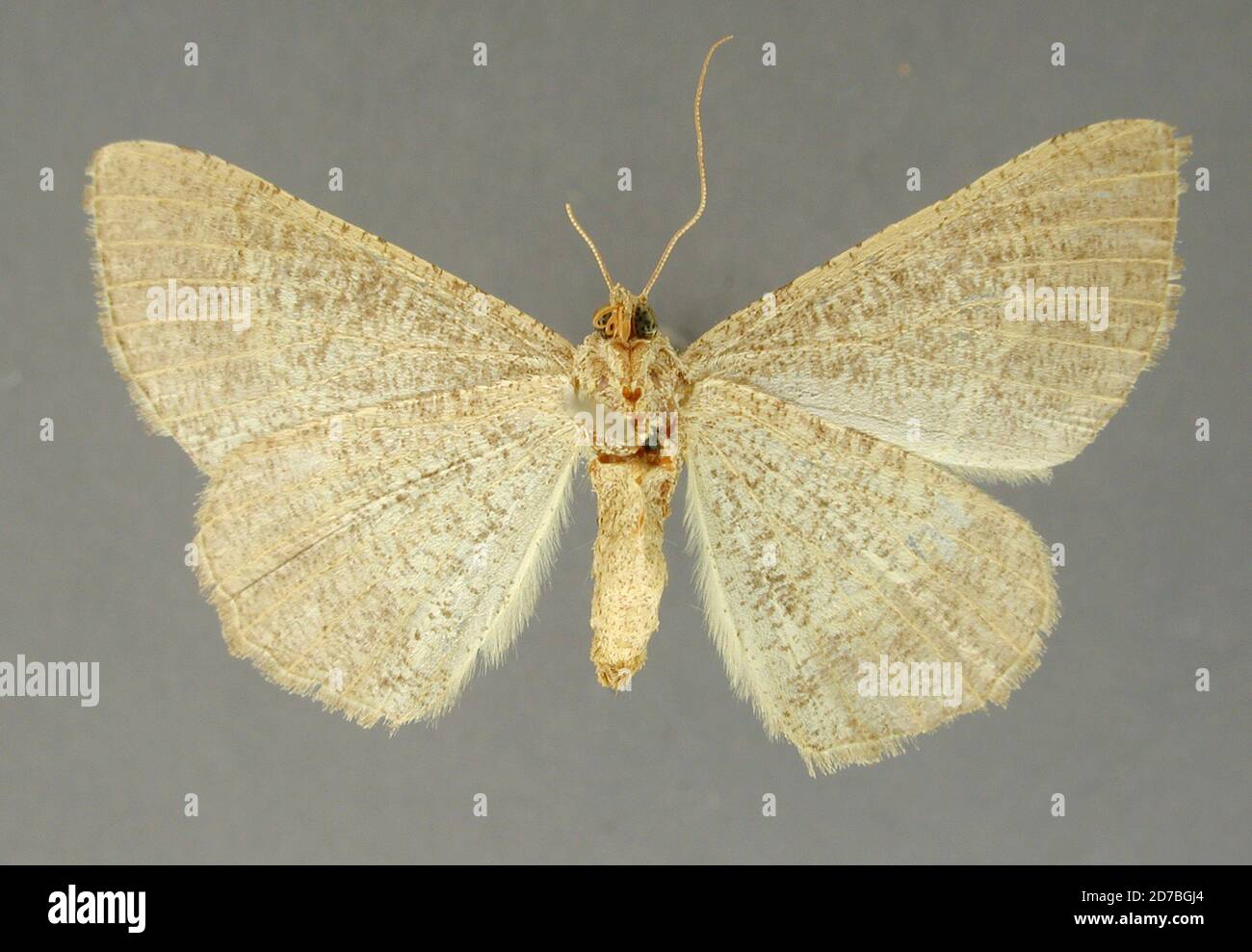 Pinned, Oaxaca, Mexico, Tephrina guadarana Schaus, 1898, Animalia ...