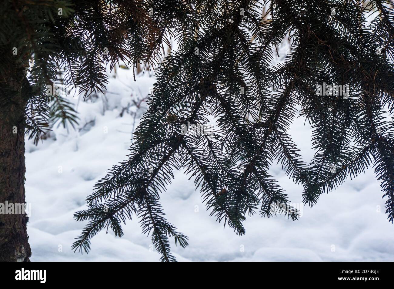 Green fluffy fir tree branch in the snow Stock Photo - Alamy