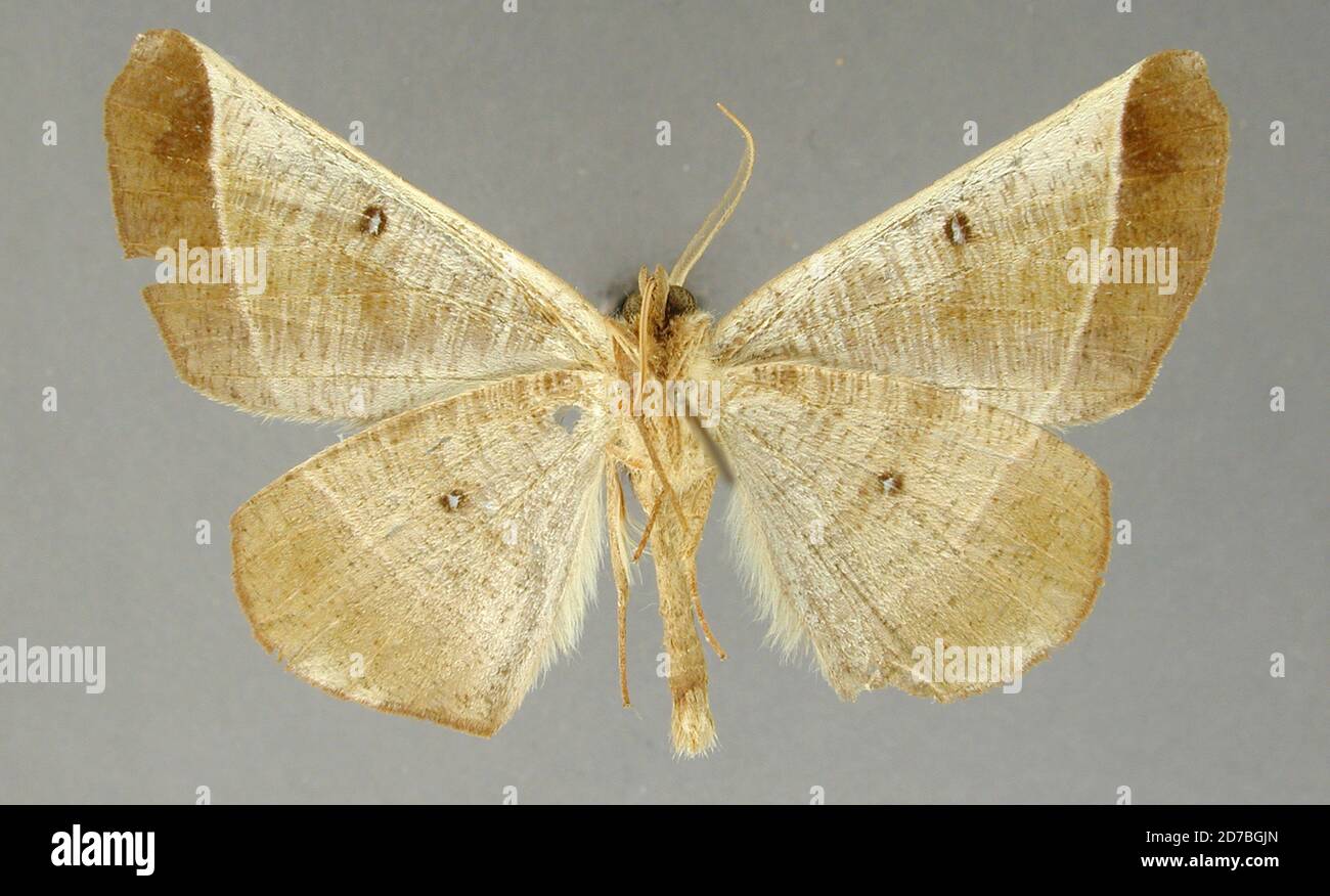 Pinned, Orizaba, Mexico, Mexico, Hygrochroma hyalopuncta Dyar, 1913 ...