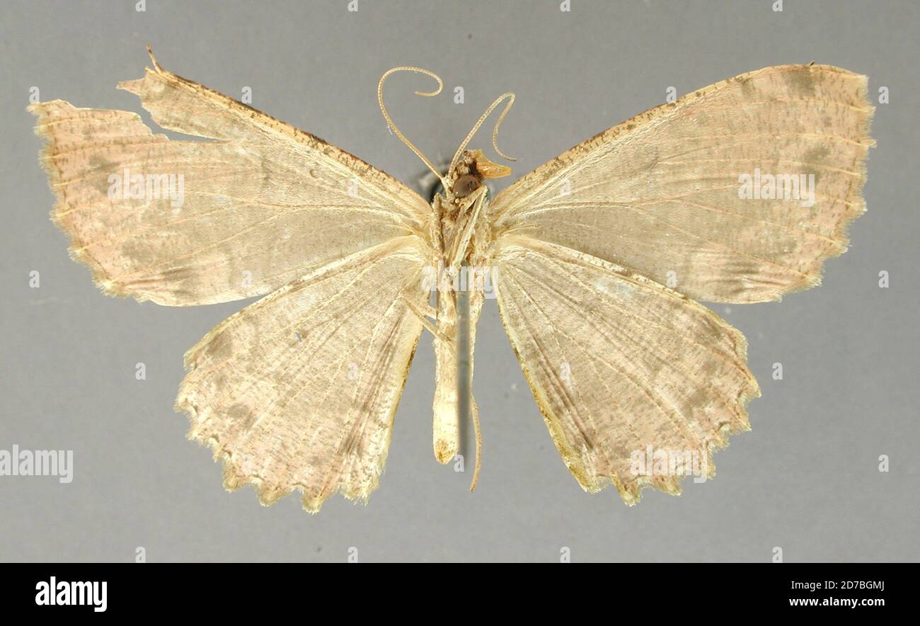 Polysemia illineata warren hi-res stock photography and images - Alamy