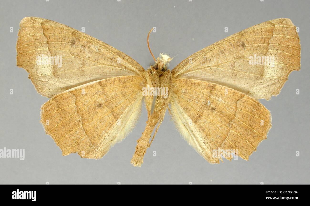 Pinned, Trujillo, Peru, Peru, Phyllodonta inexcisa Dognin, 1908, Animalia, Arthropoda, Insecta ...