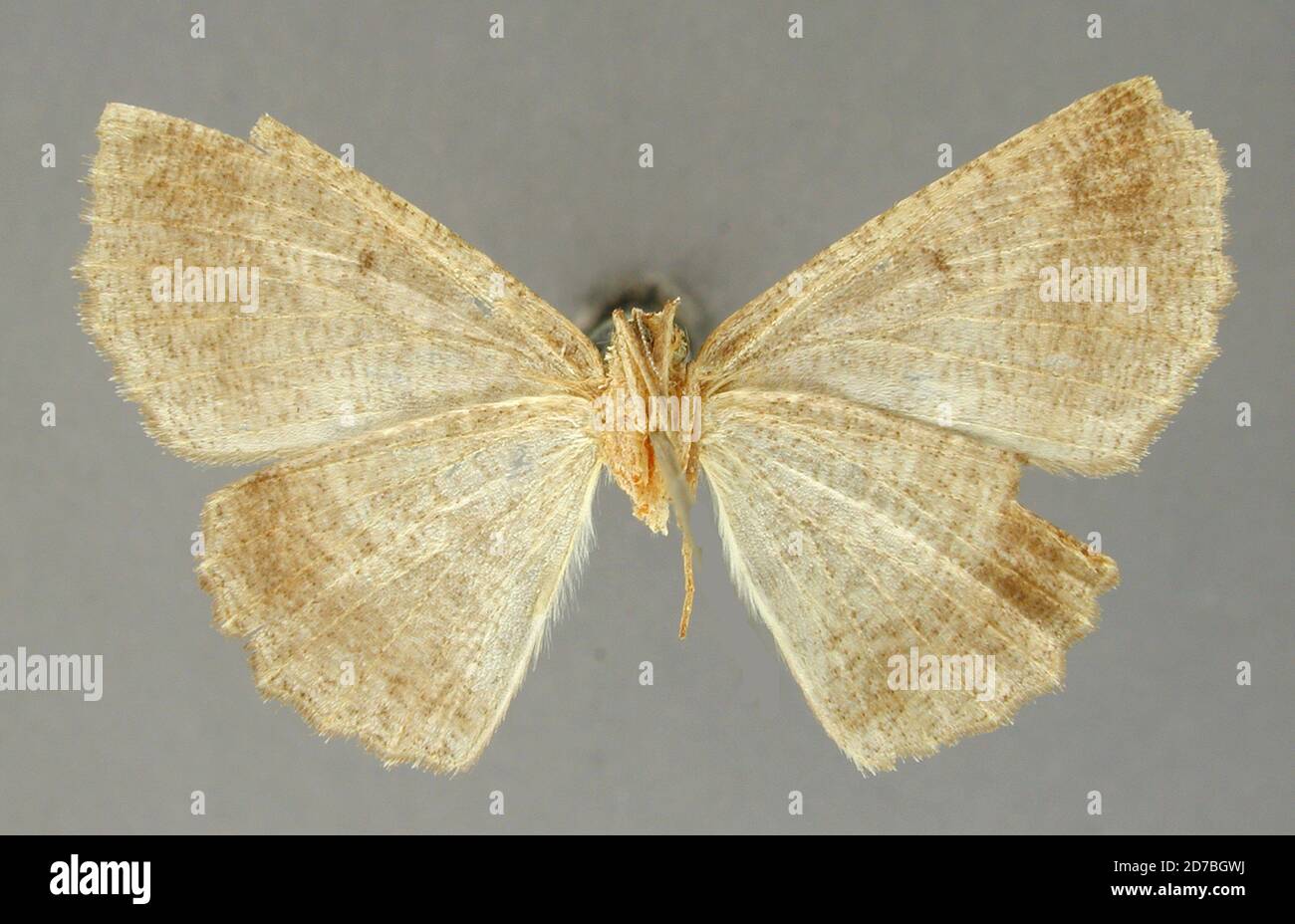 Pinned, Santiago, Cuba, Stenotrachelys insularis Warren, 1906, Animalia ...