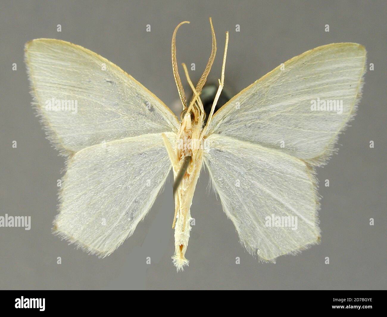 Chloropteryx jalapata dyar hi-res stock photography and images - Alamy