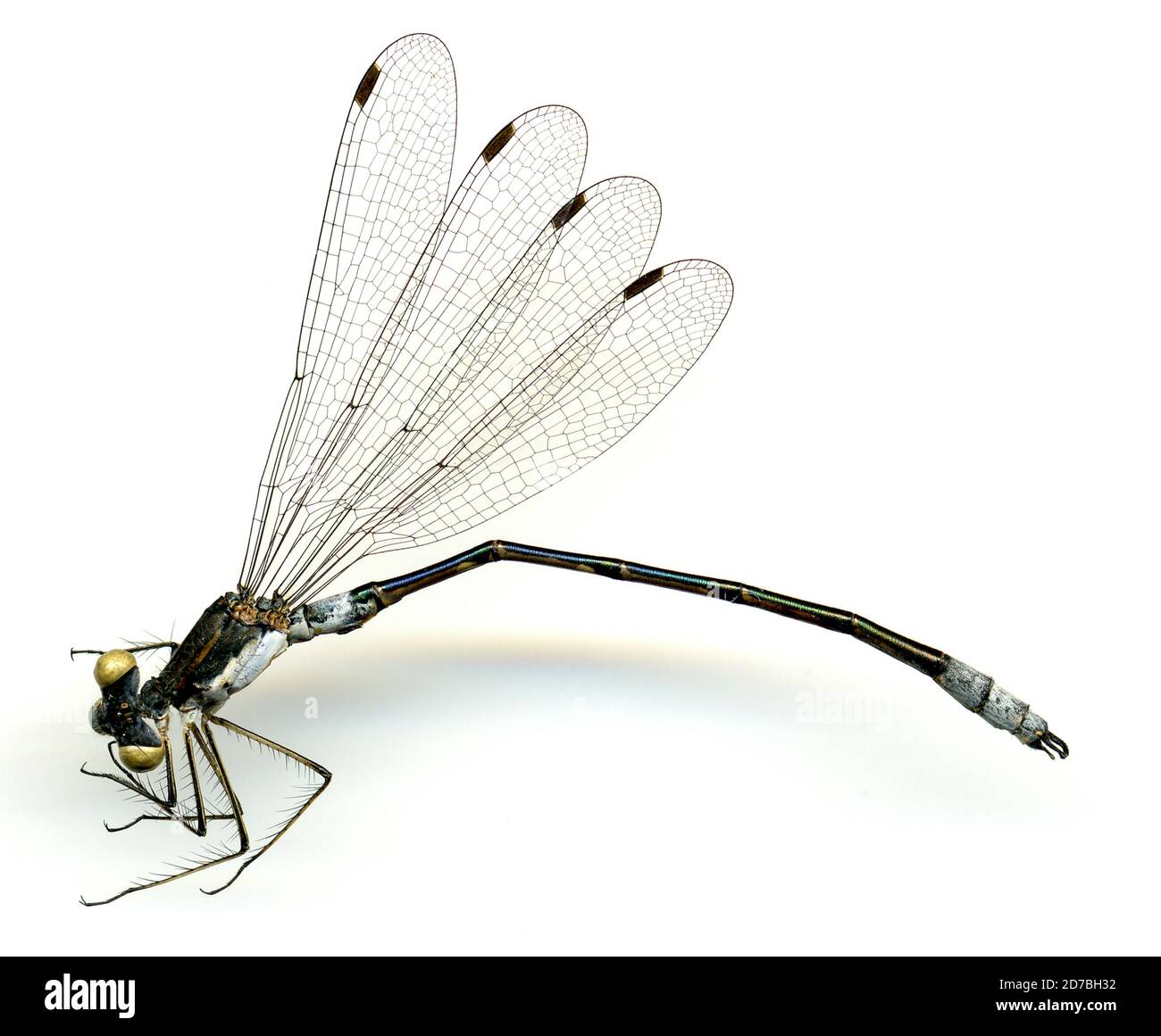 1842 animalia hi-res stock photography and images - Alamy