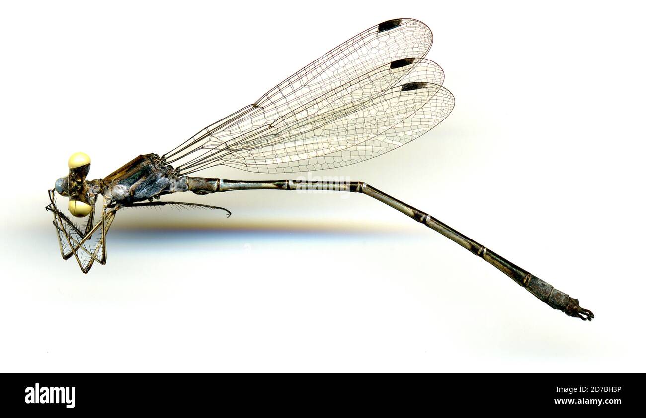 Lestes sigma calvert hi-res stock photography and images - Alamy