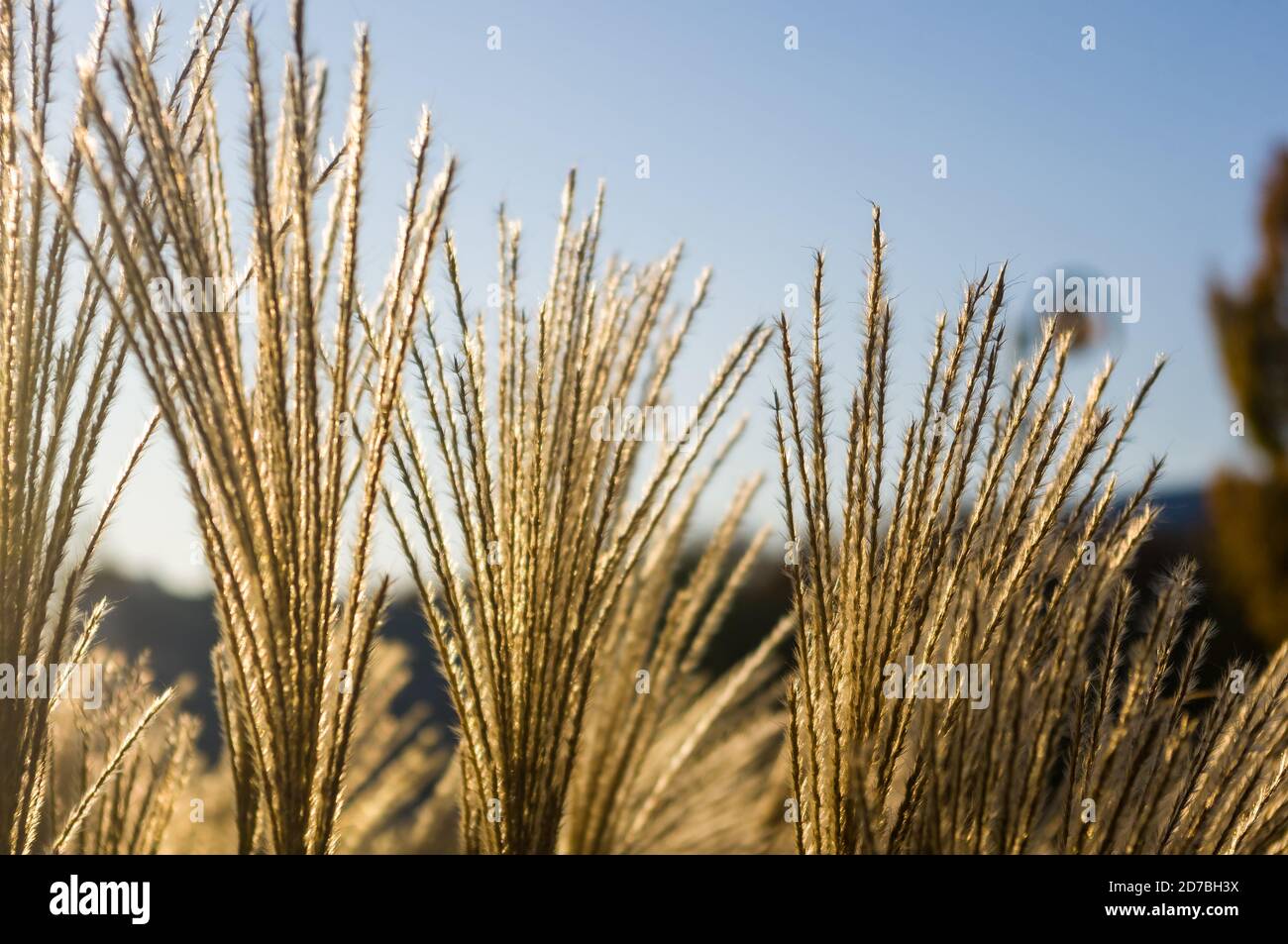 Chinese Silver Grass, Maiden Grass, Miscanthus chinese, Miscanthus ...