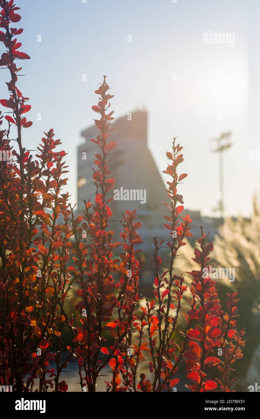 Purple Leaves On Bush Of Thunberg's Barberry, Berberis Thunbergii, The ...