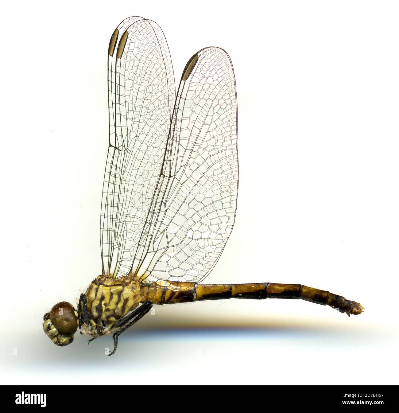 Cudjoe key Cut Out Stock Images & Pictures - Alamy