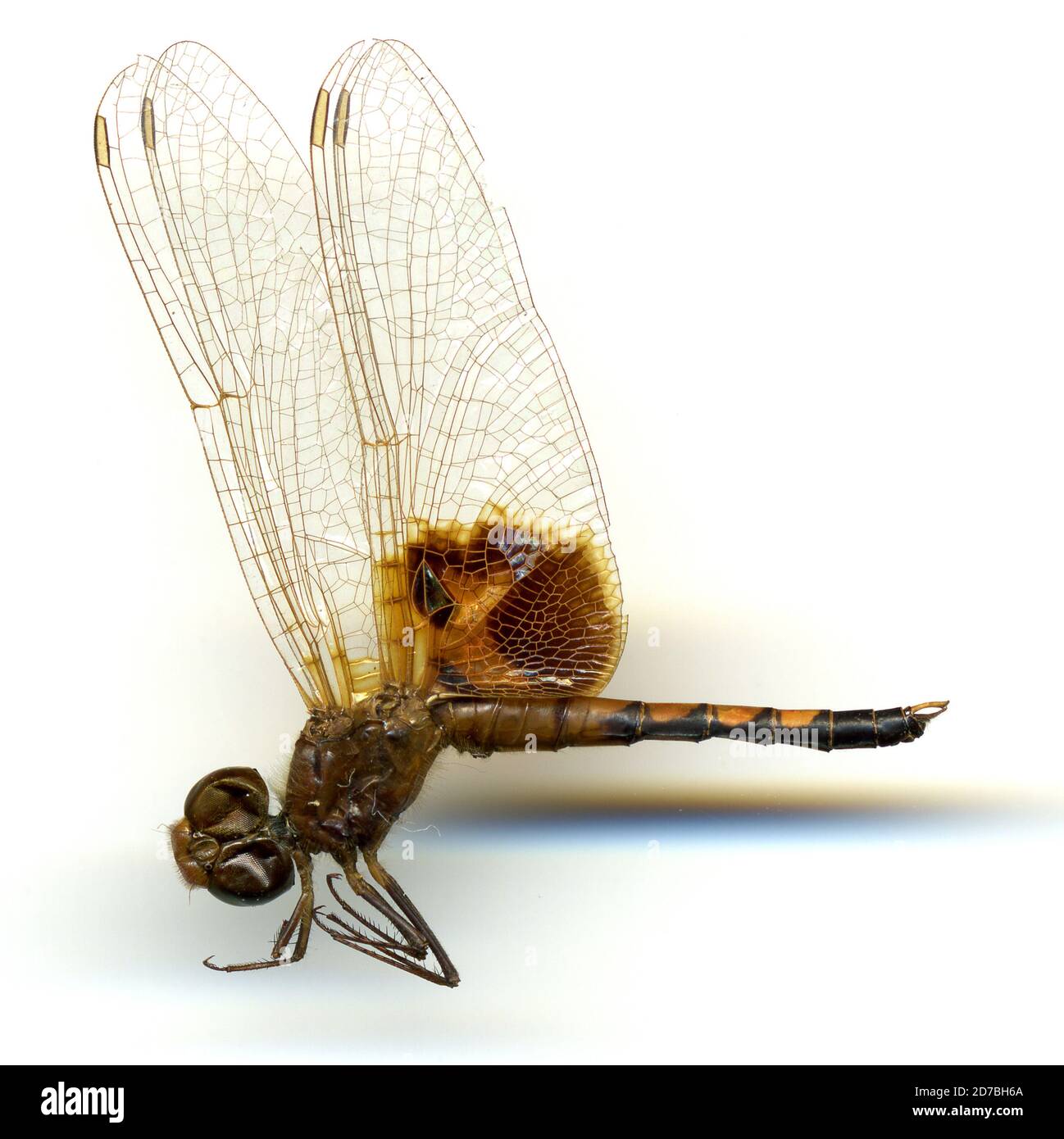 Lake, Florida, United States, Celithemis amanda (Hagen, 1861), Animalia ...