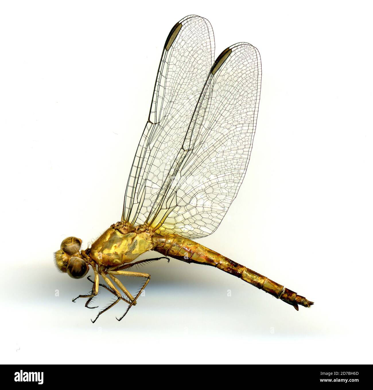 Pond #3, Cluff Ranch Wildlife Area, southwest of Pima, Graham, Arizona ...