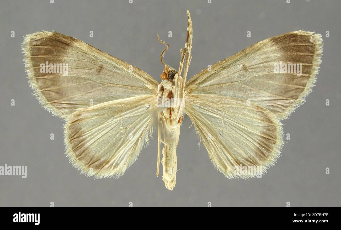 Pinned, Esperanza, Costa Rica, Hammaptera linusaria Schaus, 1912 ...