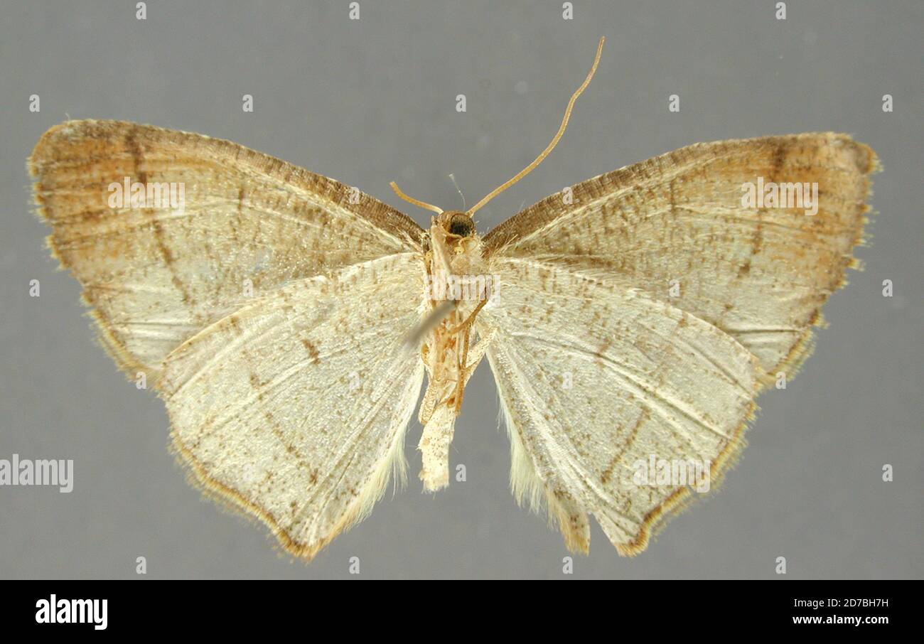 Pinned, Tochesito, Quindiu, Colombia, Colombia, Mimosema lobata Dognin ...