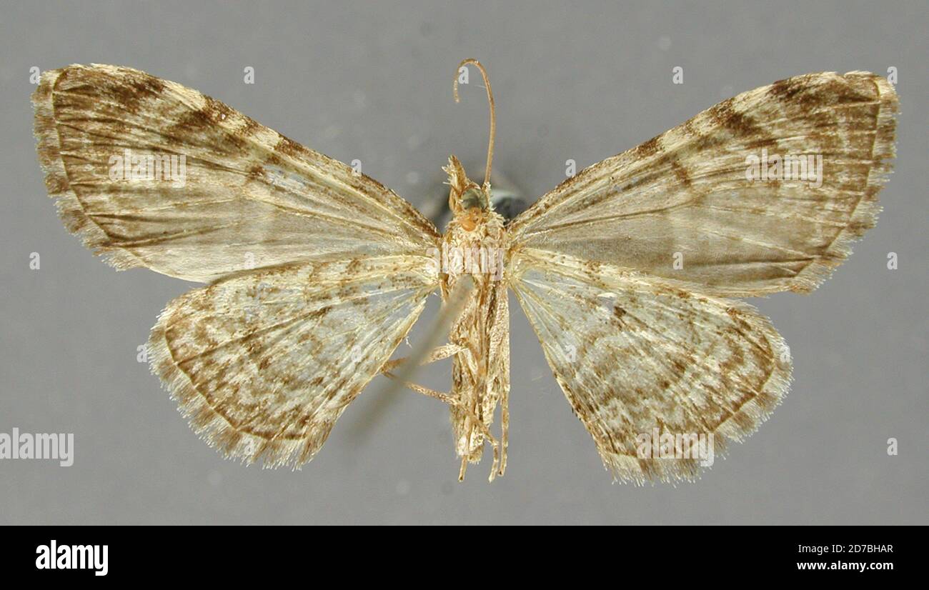 Pinned, Mount Poas, San Jose, Costa Rica, Eupithecia macreus Schaus ...