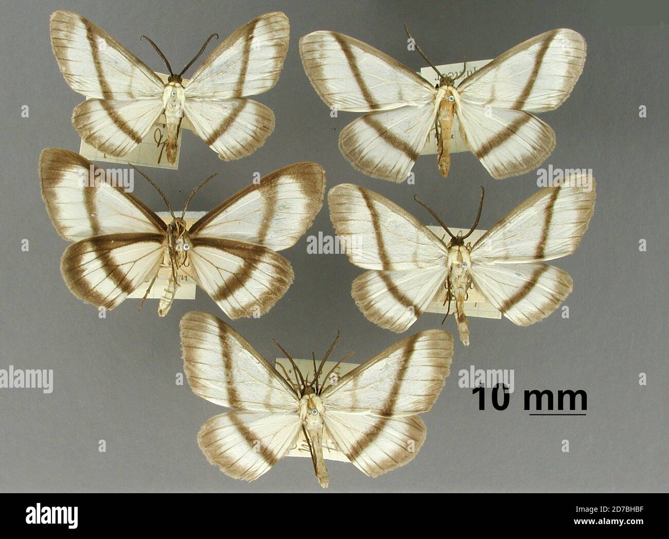 Carpella marginata dognin hi-res stock photography and images - Alamy