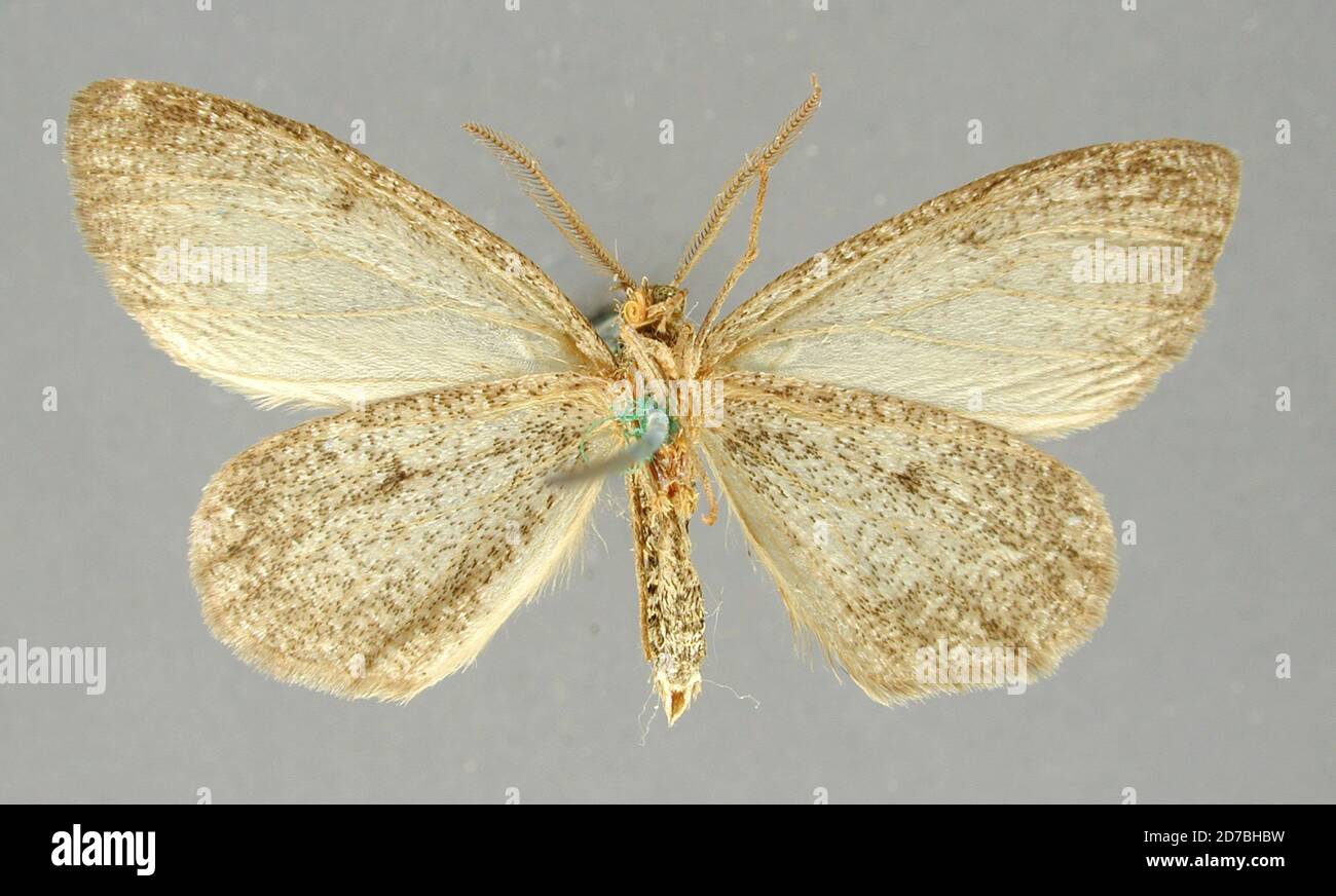 Pinned, Salta, Argentina, Nipteria marginata Warren, 1906, Animalia ...
