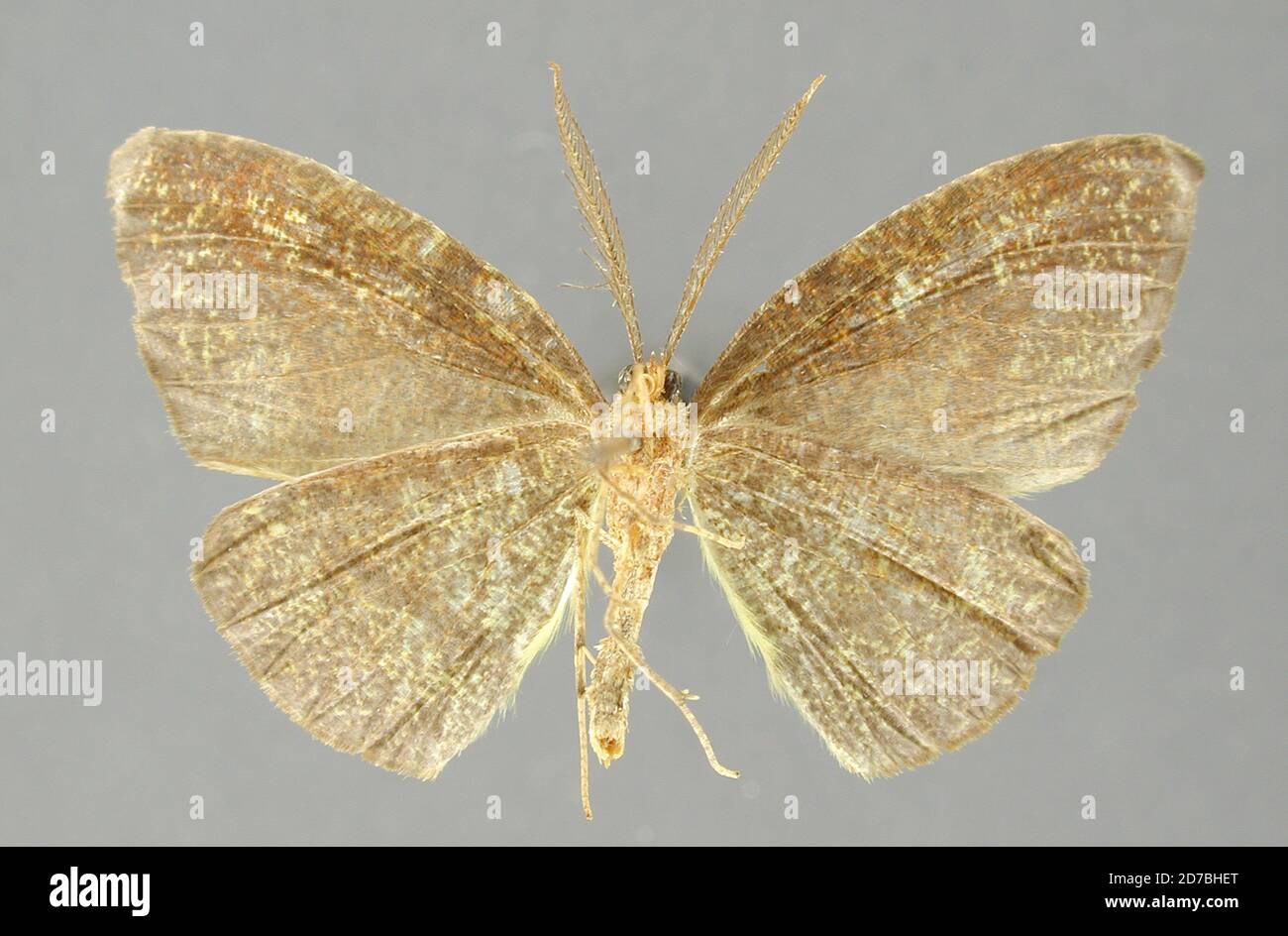 Pinned, Bogota, Colombia, Colombia, Falculopsis meltistriata Dognin ...