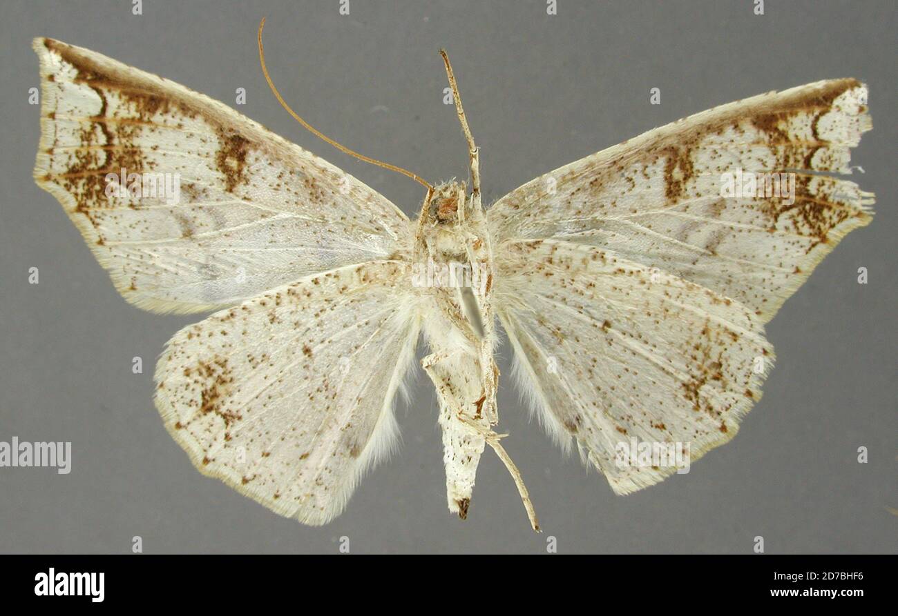 Pinned, Merida, Venezuela, Venezuela, Cirsodes meridaria Dognin, 1901 ...
