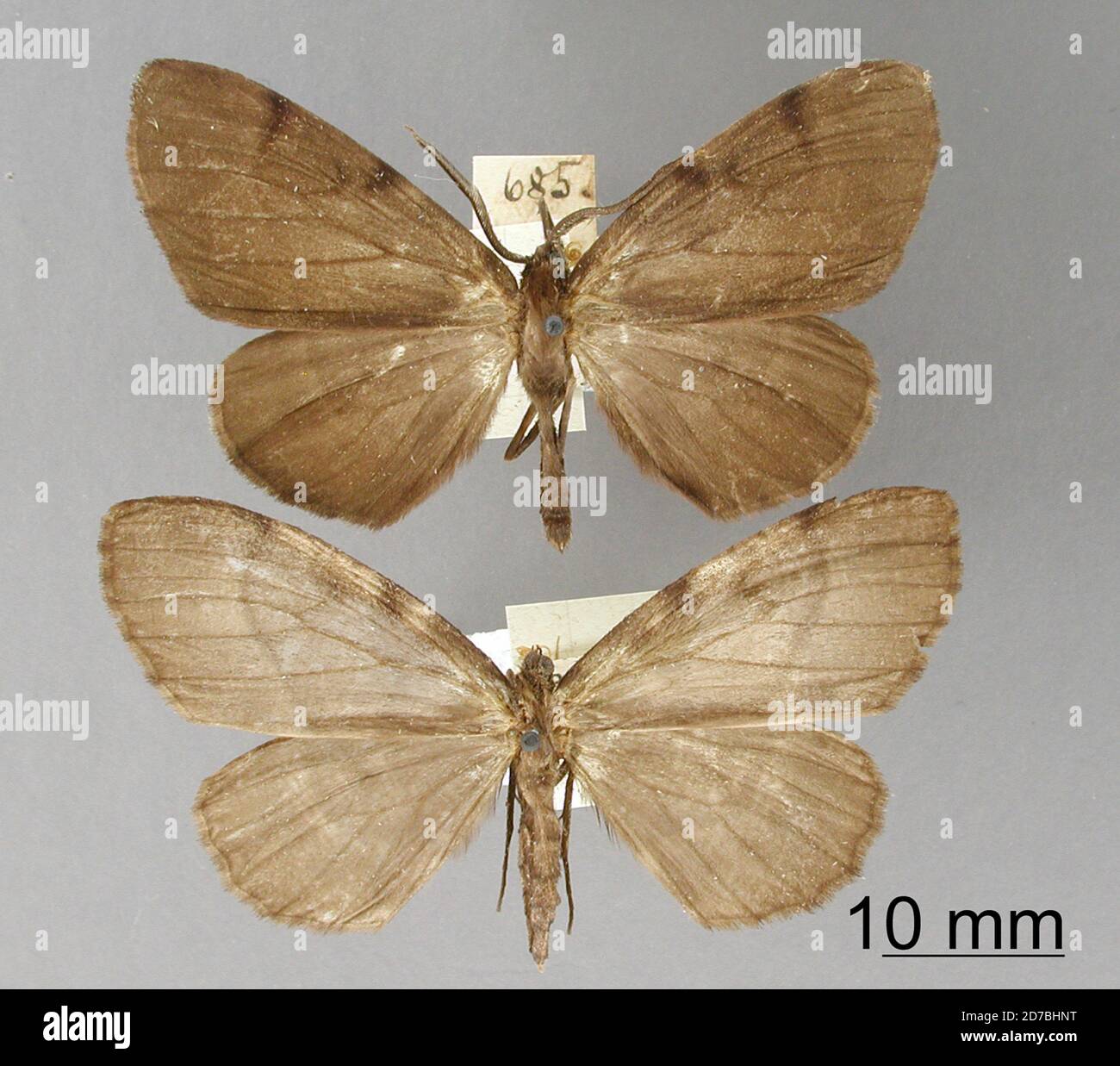 Pinned, Pacho, Colombia, Colombia, Nephodia nigra Dognin, 1913 ...