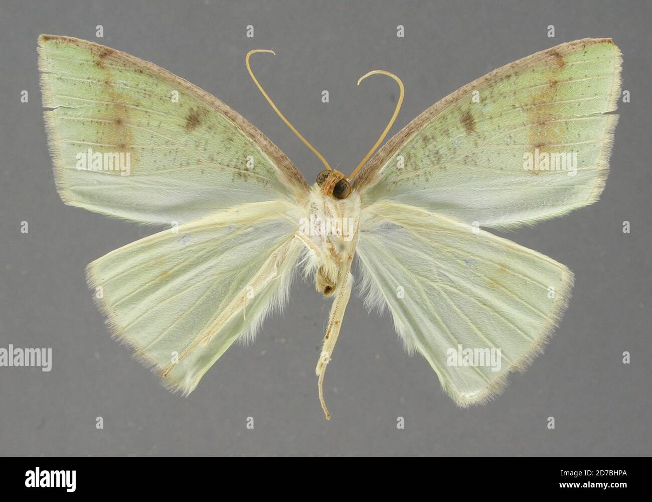 1990 animalia hi-res stock photography and images - Alamy