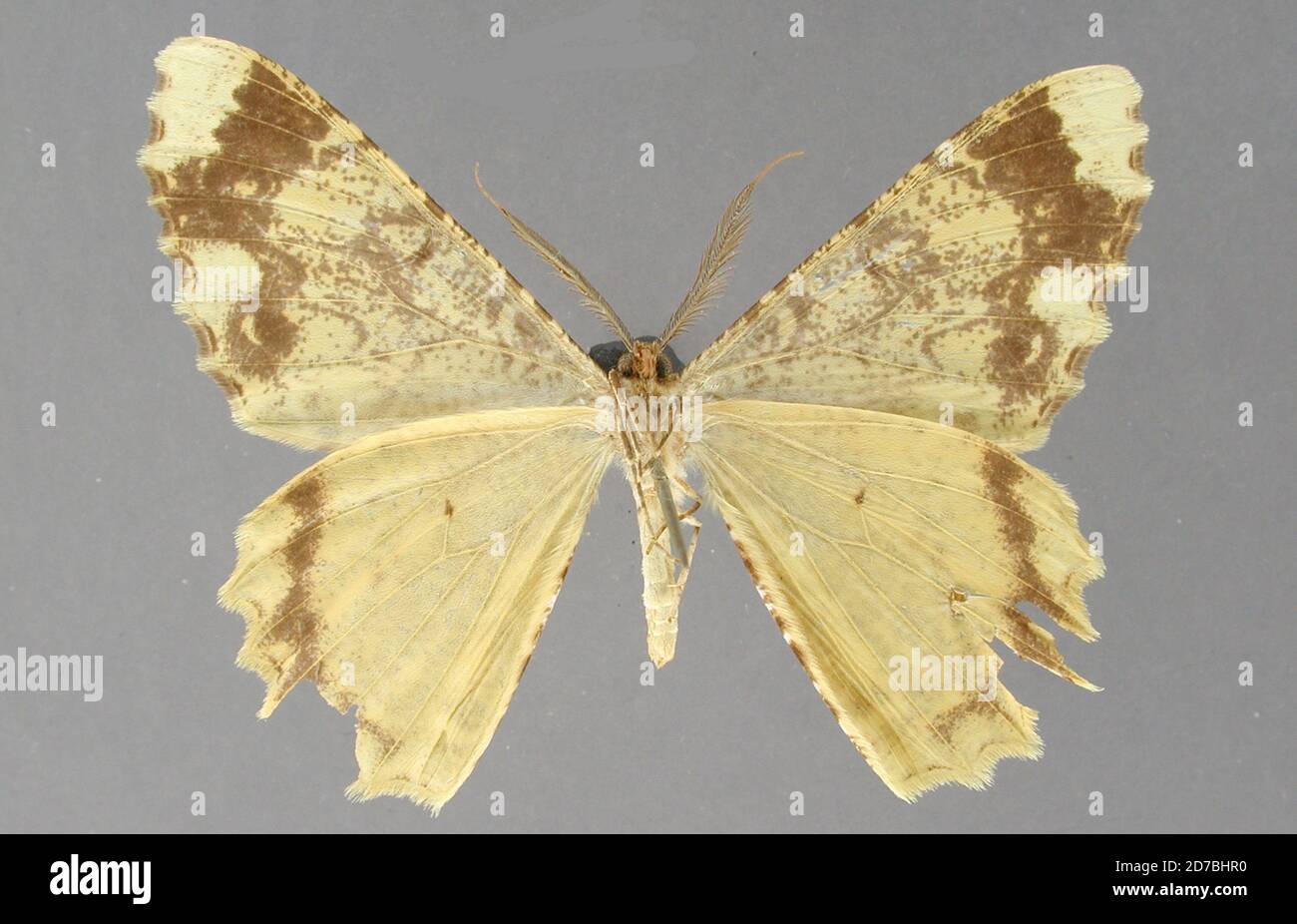 Pinned, Vera Cruz, Mexico, Mexico, Bronchelia nasica Druce, 1892 ...