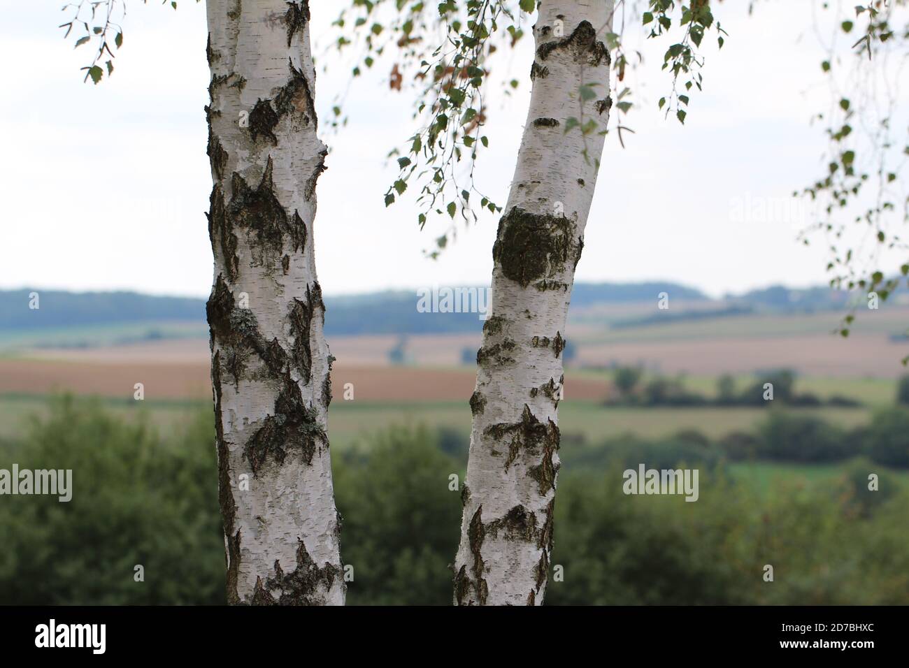 Two birch tree trunks hi-res stock photography and images - Alamy