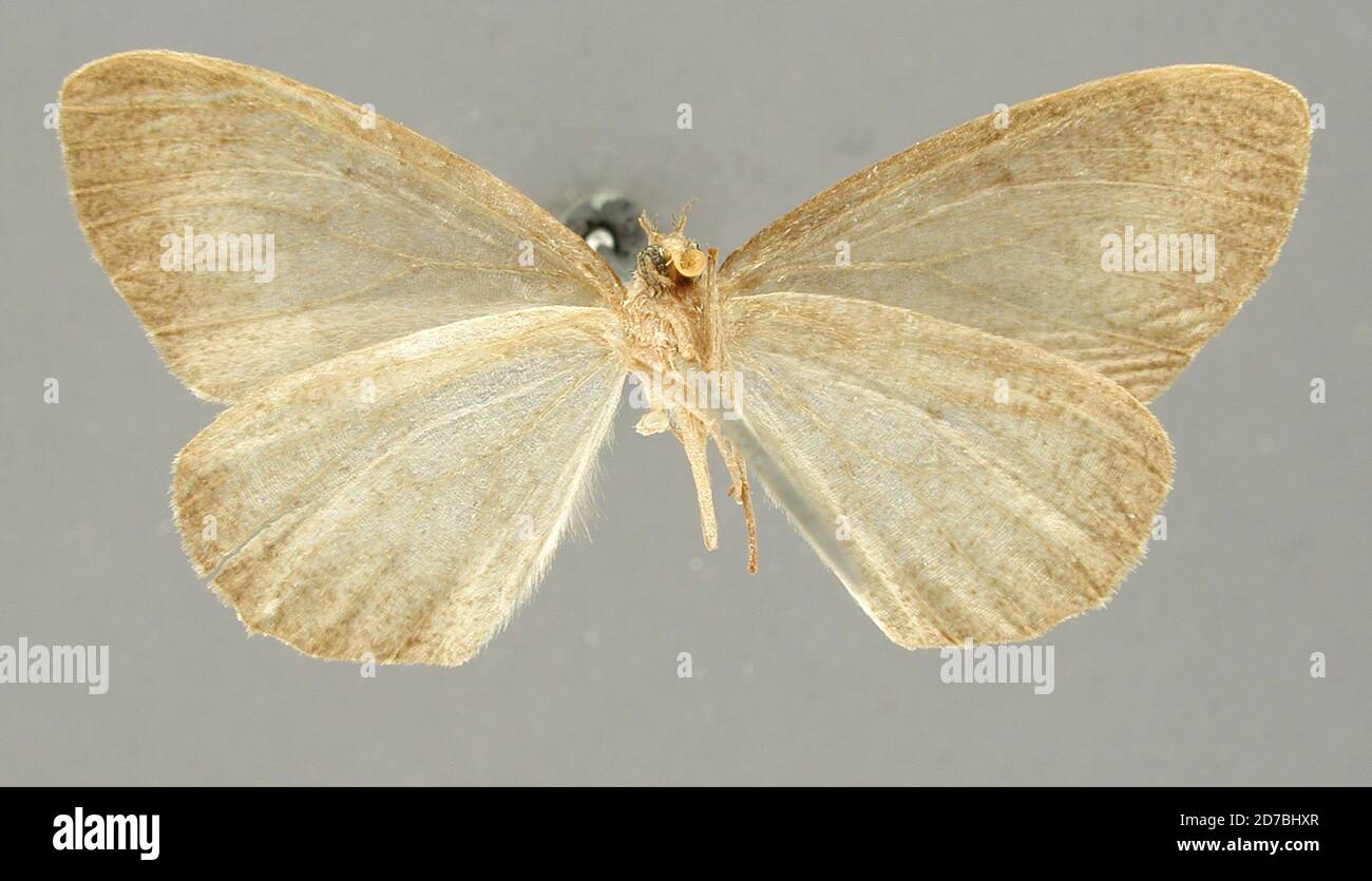 Pinned, Environs de Loja, Ecuador, Ecuador, Therina nudata Dognin, 1900 ...