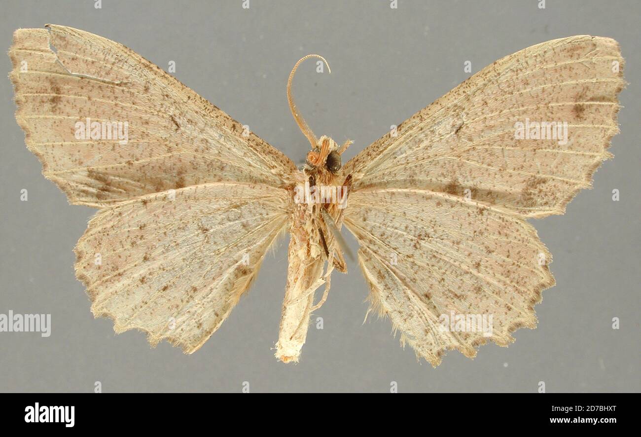 Pinned, Peru, Ergavia obliterata Schaus, 1901, Animalia, Arthropoda ...