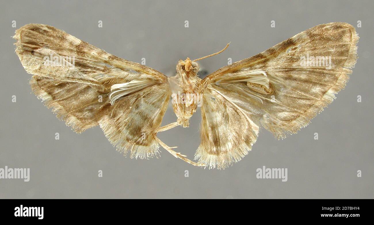 Pinned, Chanchamayo, Peru, Dochephora nudata Warren, 1906, Animalia ...